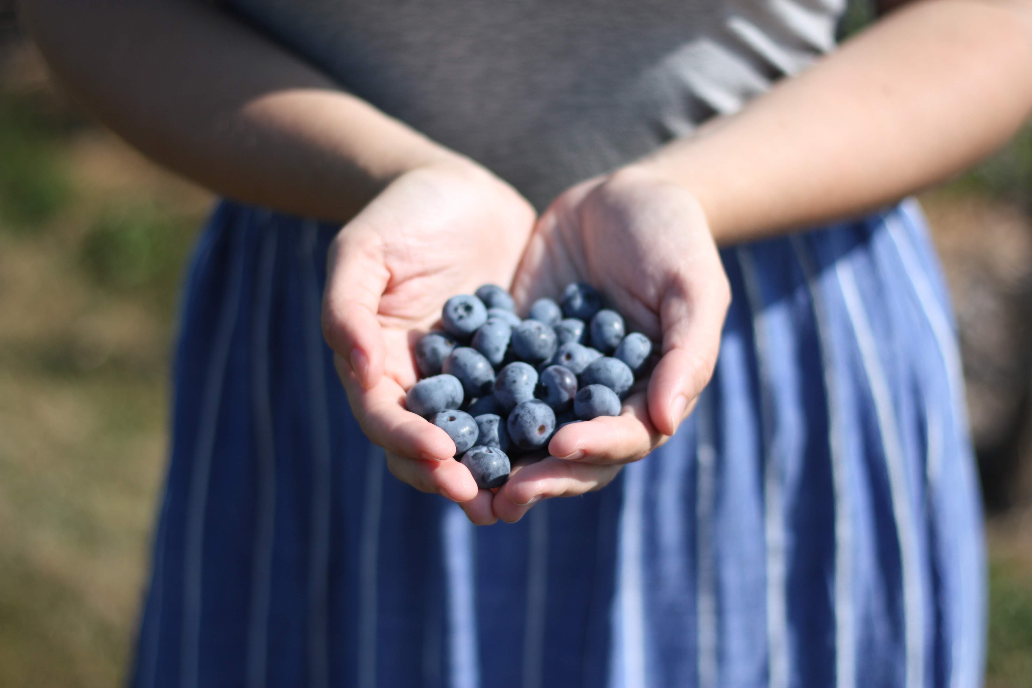 Pick your own blueberries – Balderson Blueberries